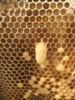 Emergency, Swarm, and Supercedure Cells, Oh My! - Backyard Beekeeping